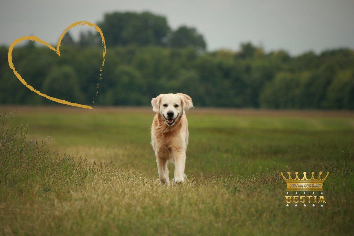 Continuing Our Mission: Bestia Cares for Dogs of All Sizes! – Bestia ...