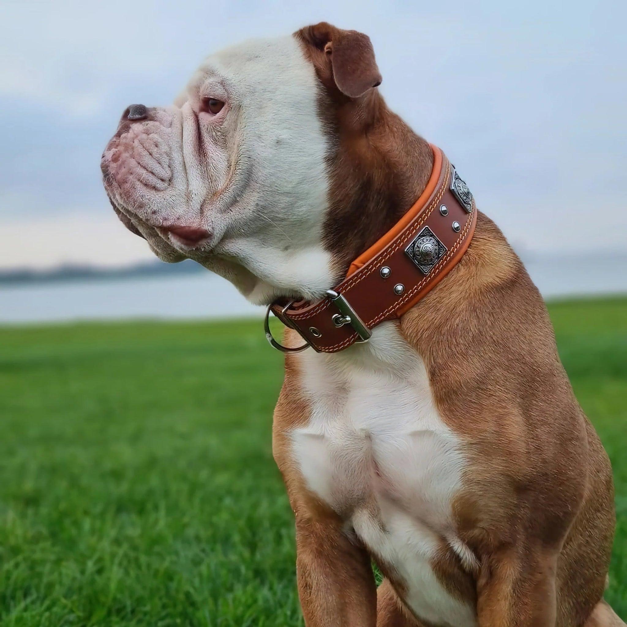 DOG COLLARS FOR LARGE AND GIANT BREEDS – Bestia Collars