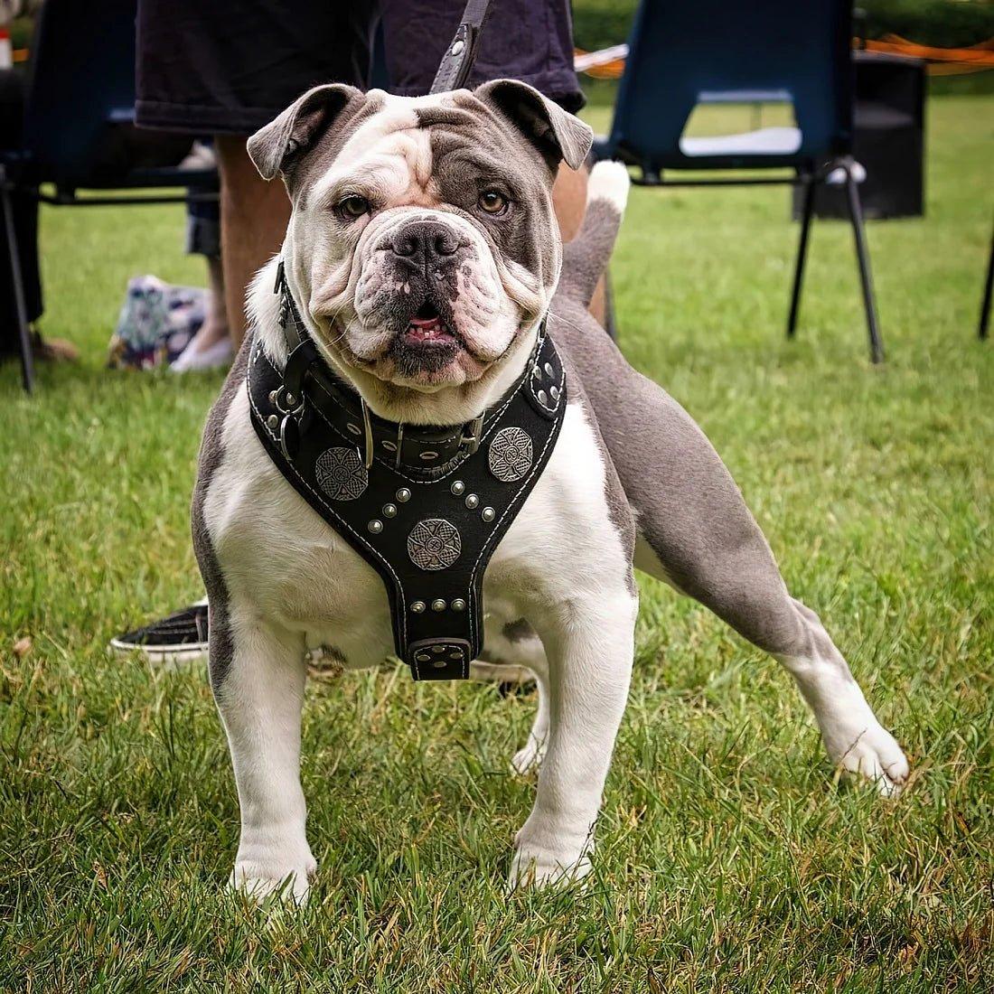 HARNESSES FOR LARGE DOG BREEDS – Bestia Collars