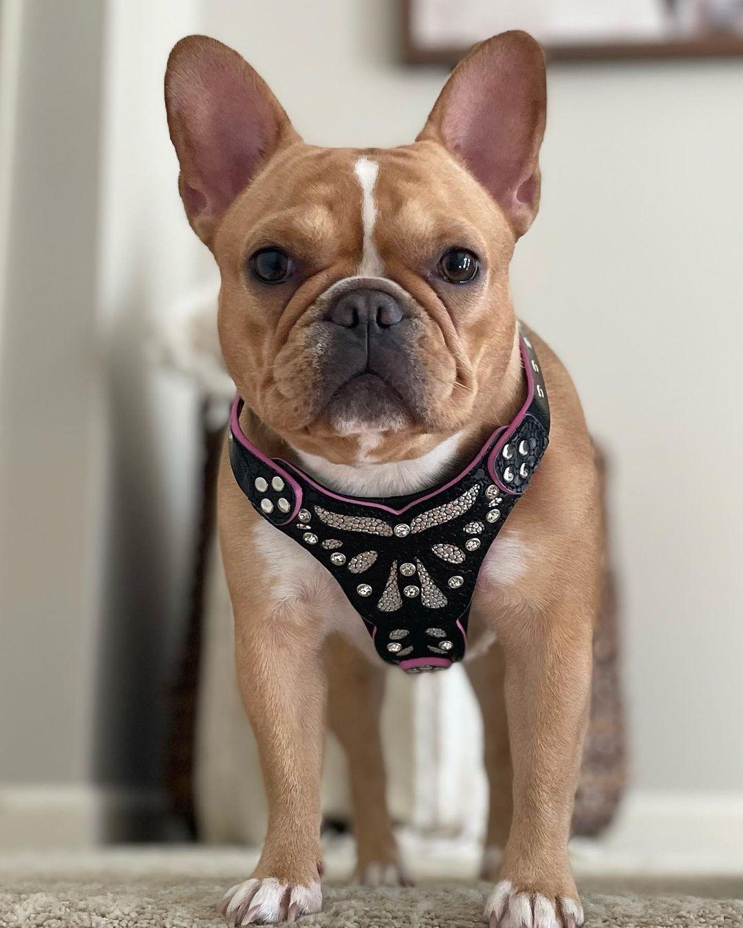 The Ariel Harness Small To Medium Size Bestia Collars
