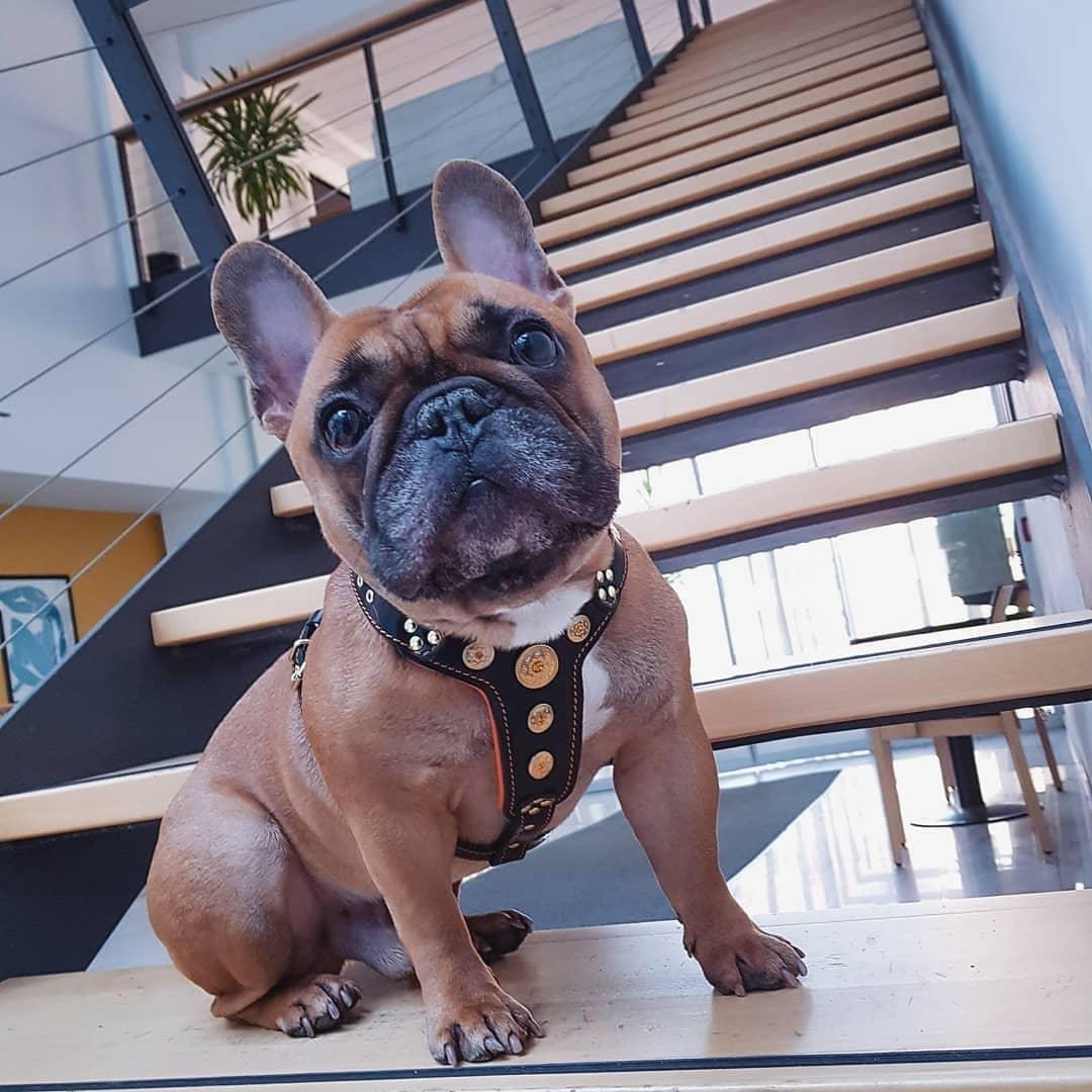 The ''Bijou'' harness Black & Orange Small to Medium Size – Bestia Collars