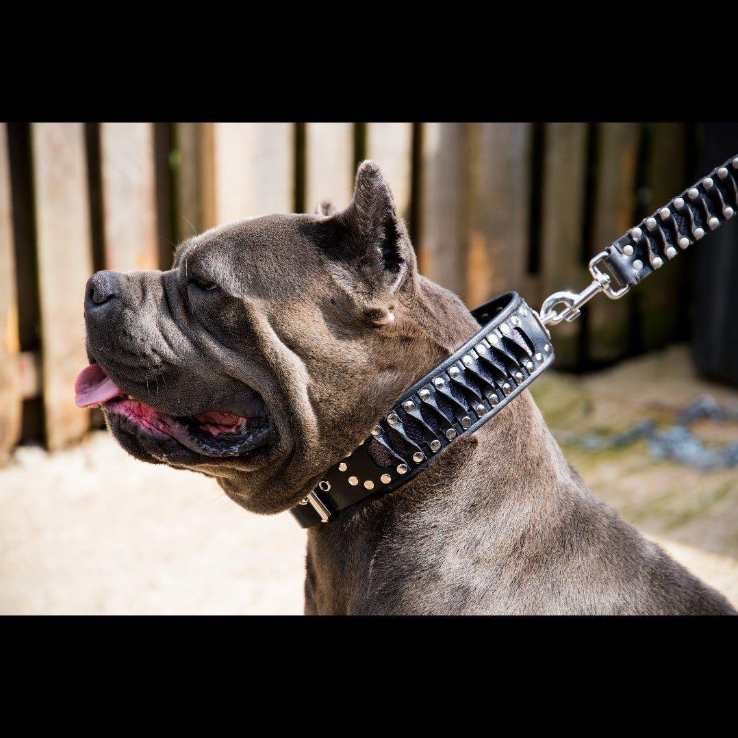 The ''Steampunk'' collar exclusive design – Bestia Collars